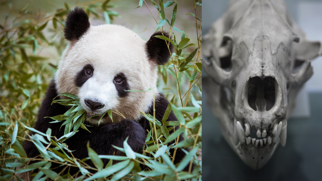 Red in Tooth and Claw: If Animals Were First Created to Be Vegetarian ...