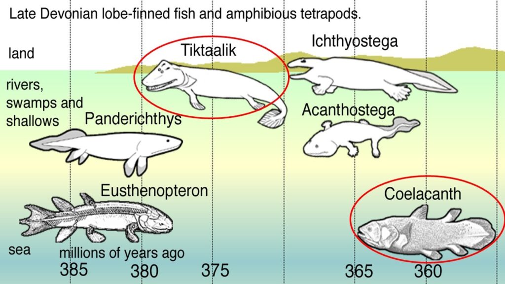 Tiktaalik & Coelacanth: Transitional Fossils? – Genesis Apologetics