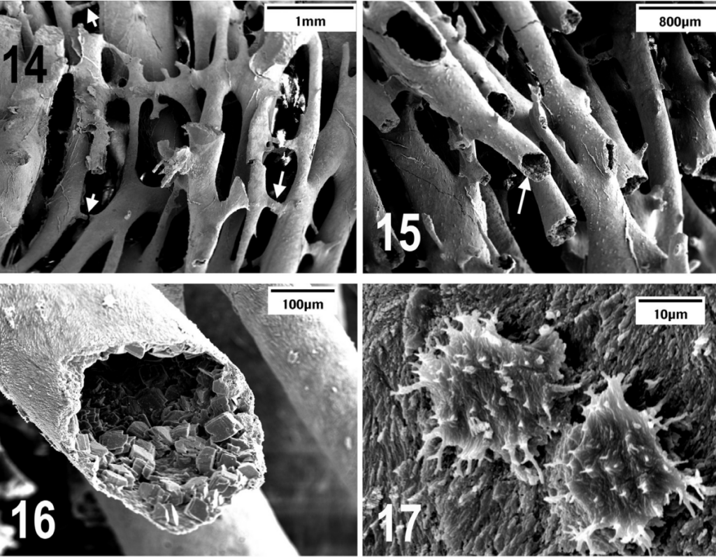 Dinosaurs: Did they Live Recently and Die in Noah’s Flood? – Genesis ...