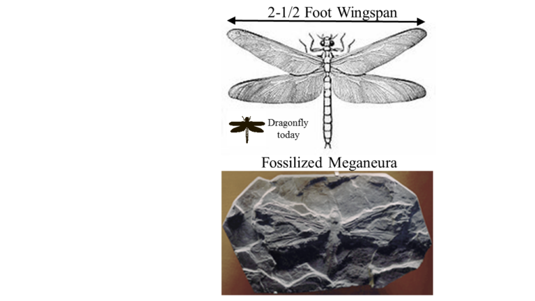 Pre-flood World: What Was It Like? – Genesis Apologetics